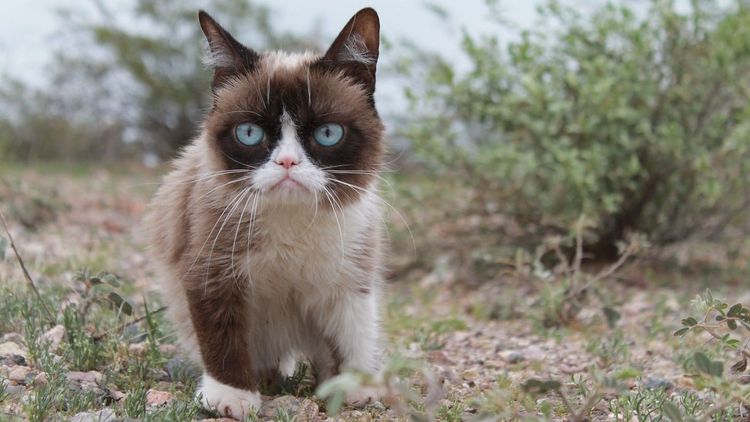 8 Pet Influencer dengan Followers Terbanyak, Ada Nala!